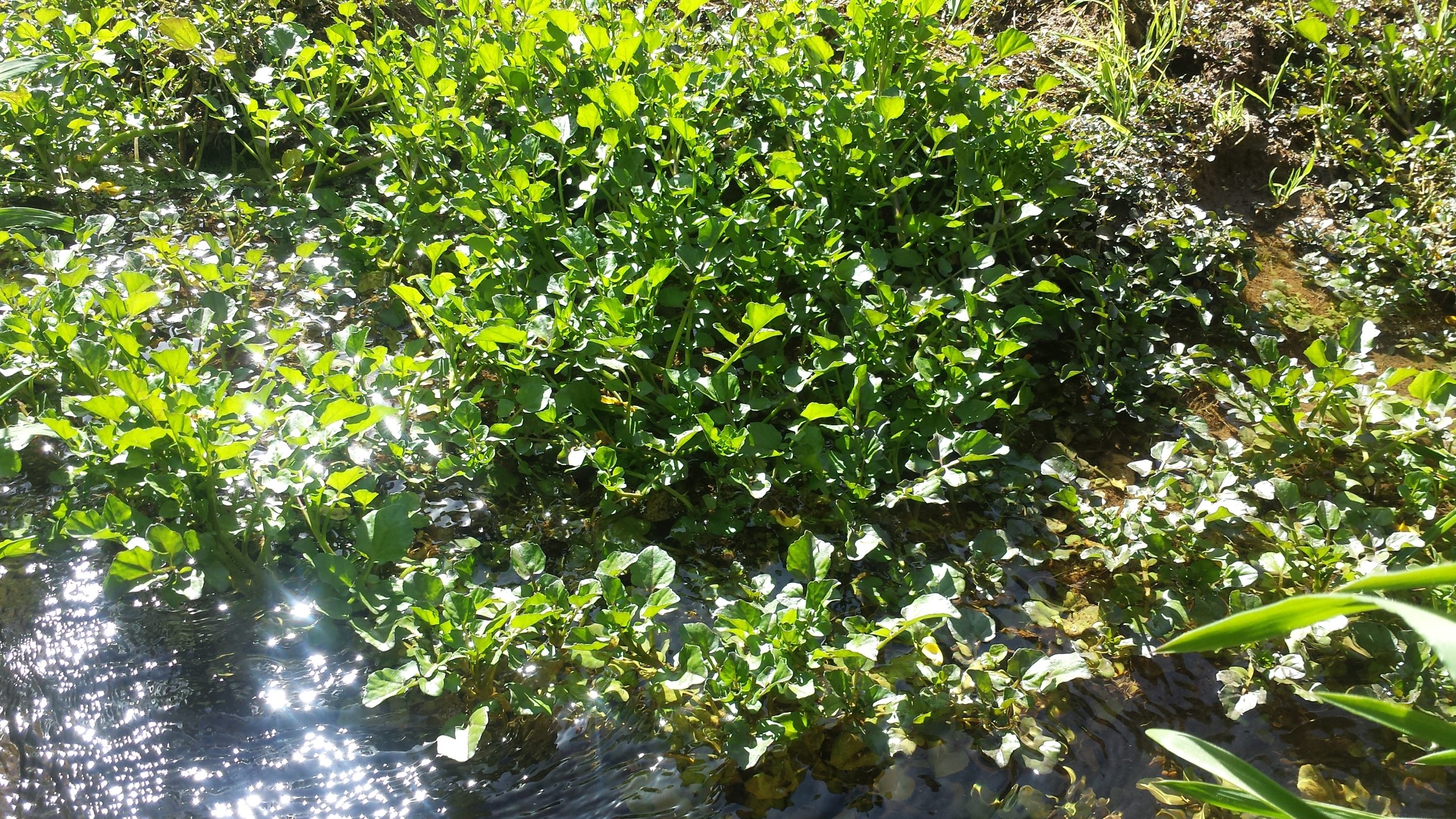 Meet the Chef: Jude Messenger, The Bistro - Restaurant & Café