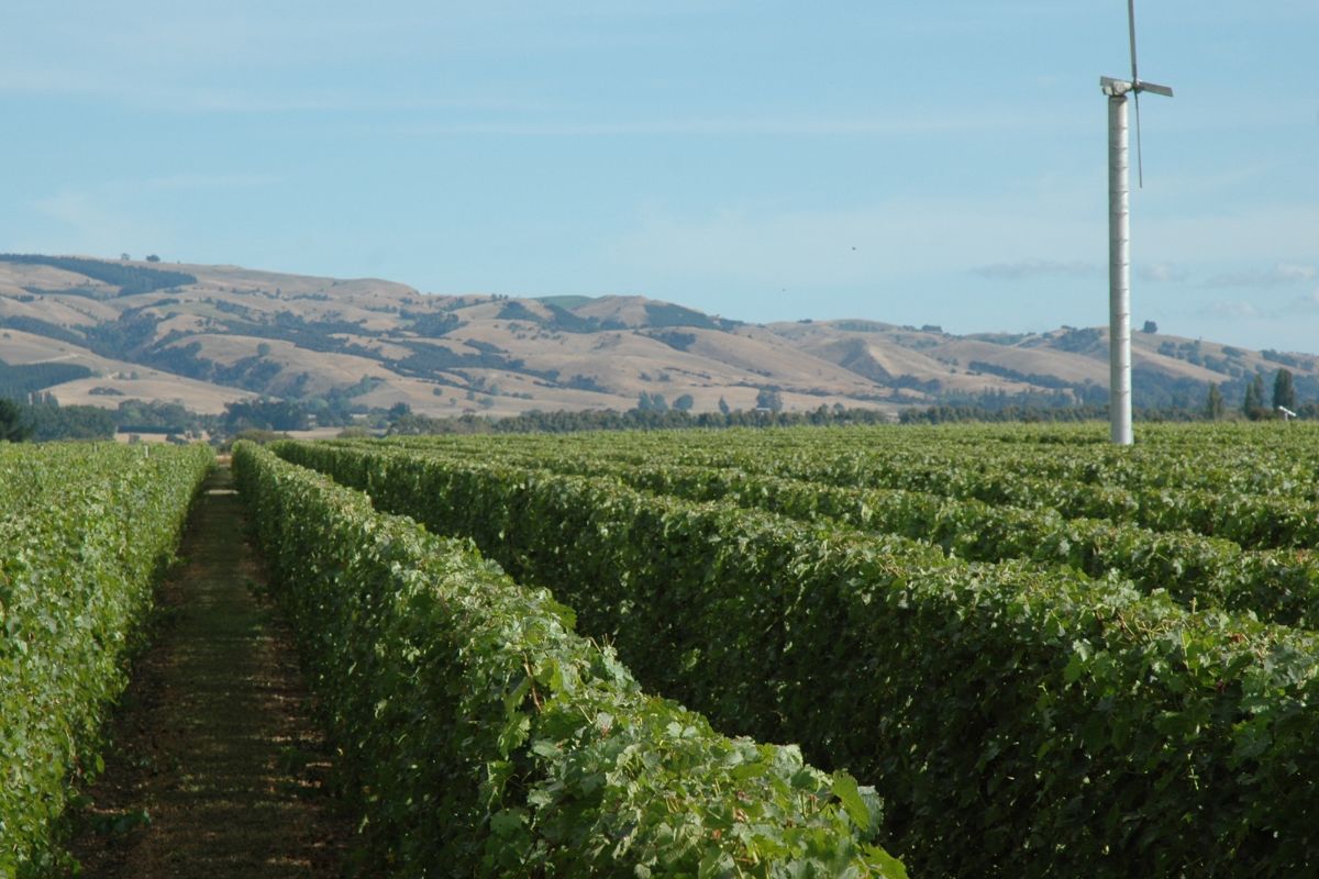 Grape to Glass | Schubert Wines - Restaurant & Café