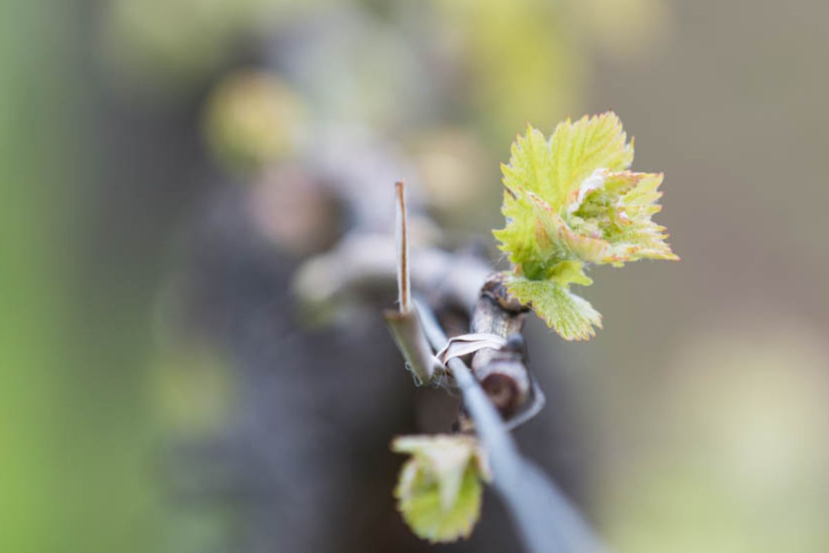 Grape to Glass | Schubert Wines - Restaurant & Café