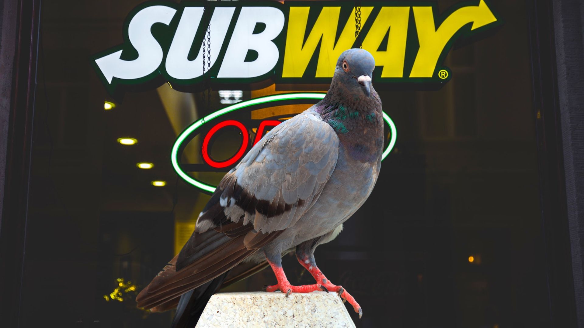 Pigeon Nightmare for Auckland Subway - Restaurant & Café